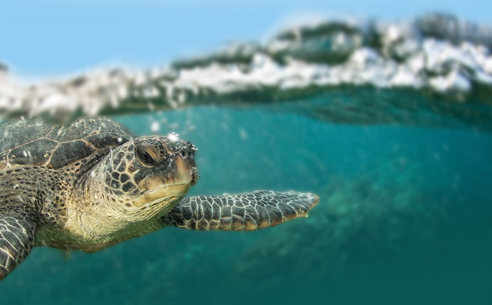 Public awareness programme on global warming and animal protection ...