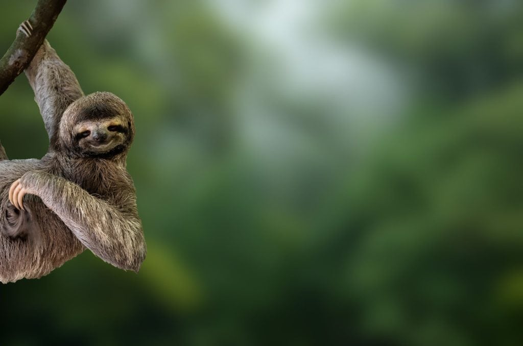 World Animal Day | October 4th 2024